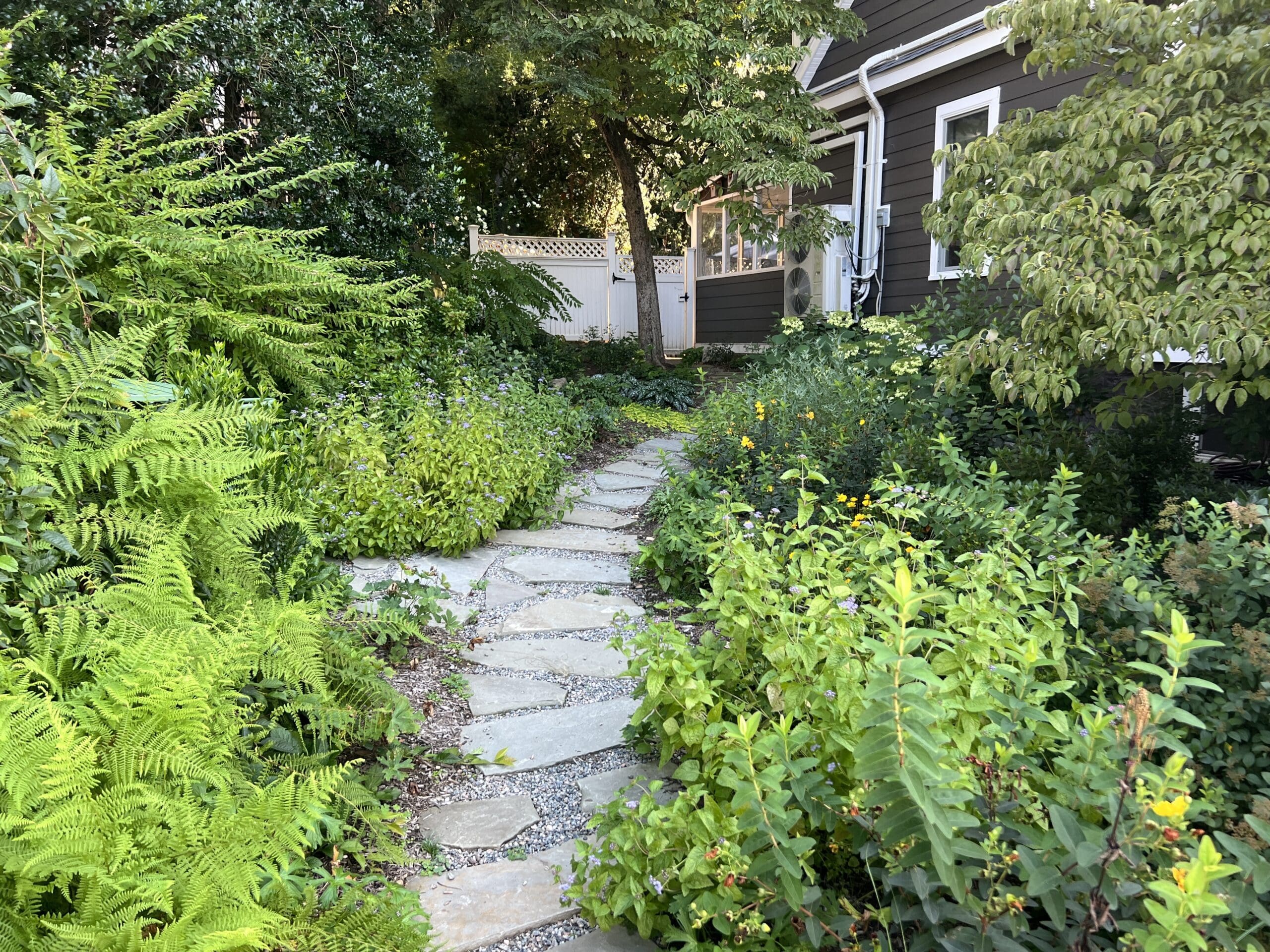 Best Native Ferns for an Ecological Landscape|NY, CT & NJ
