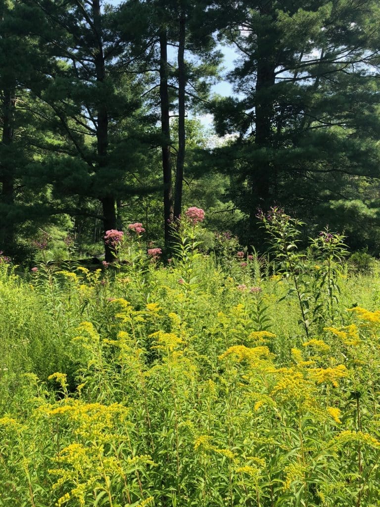 Our Favorite Native Perennials for NY, CT & NJ [pt. 1]