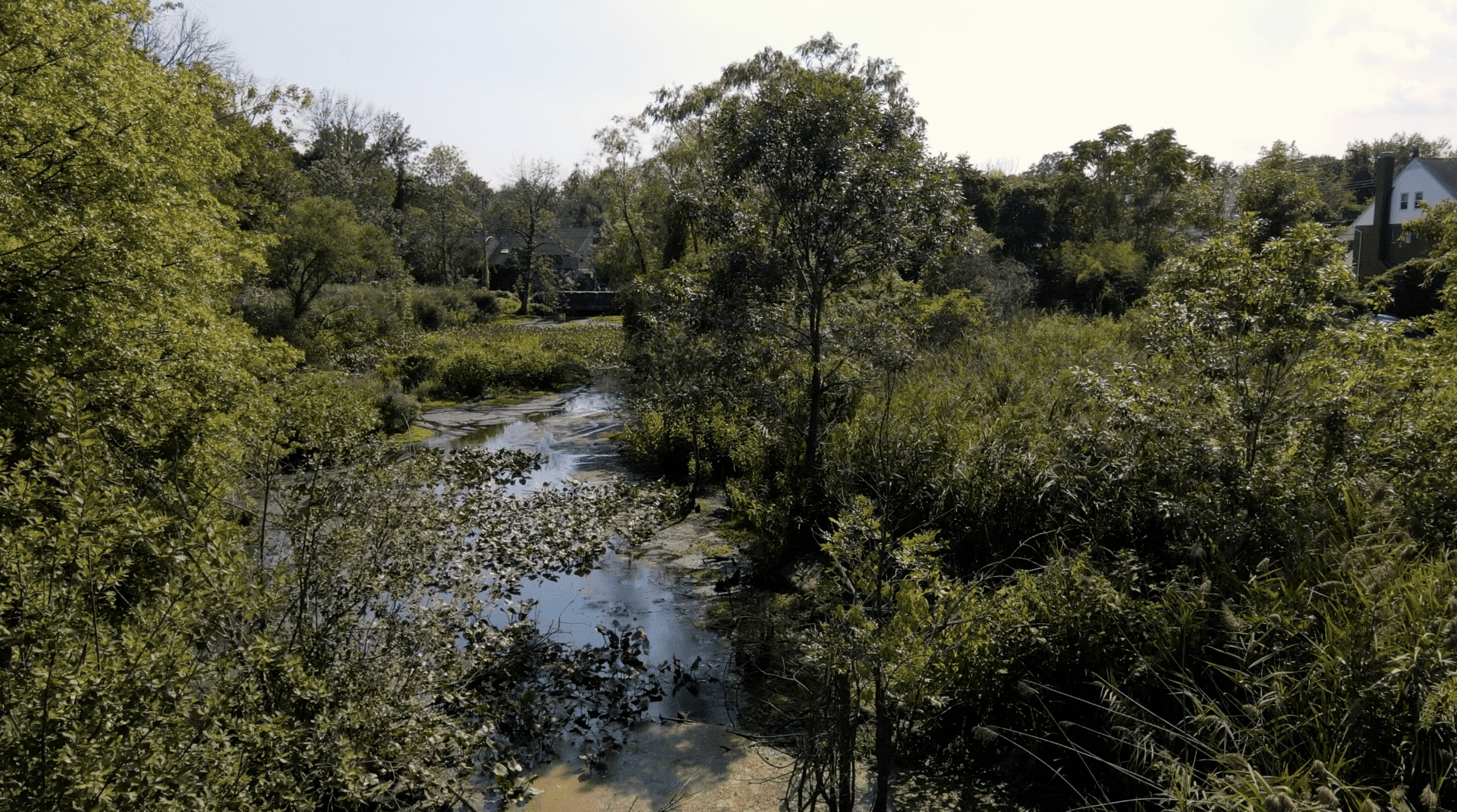 Phragmites Management and Wetland Restoration [VIDEO]