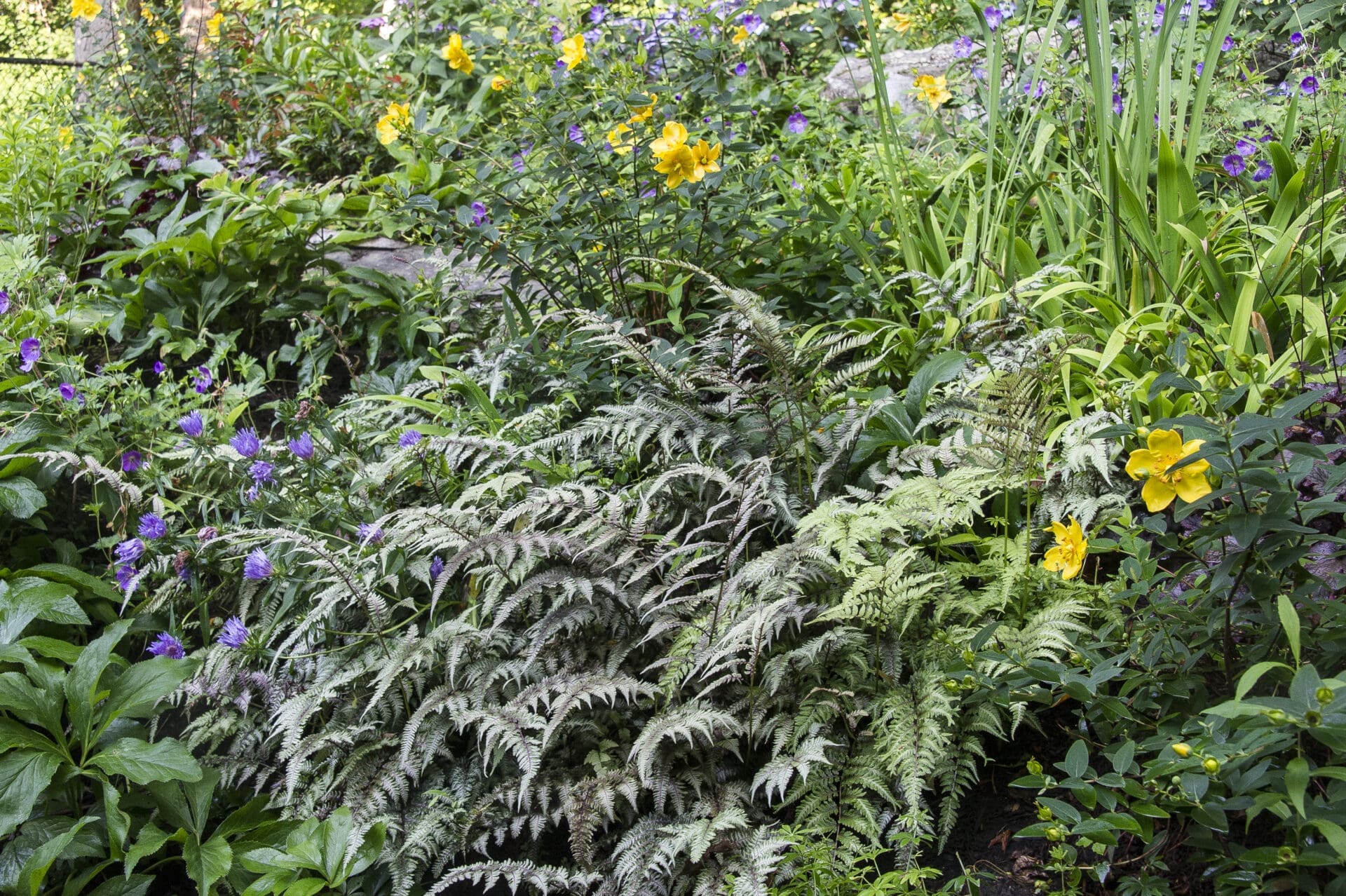 GJLD’s Native Plant Recommendations for Shady Sites | New York ...
