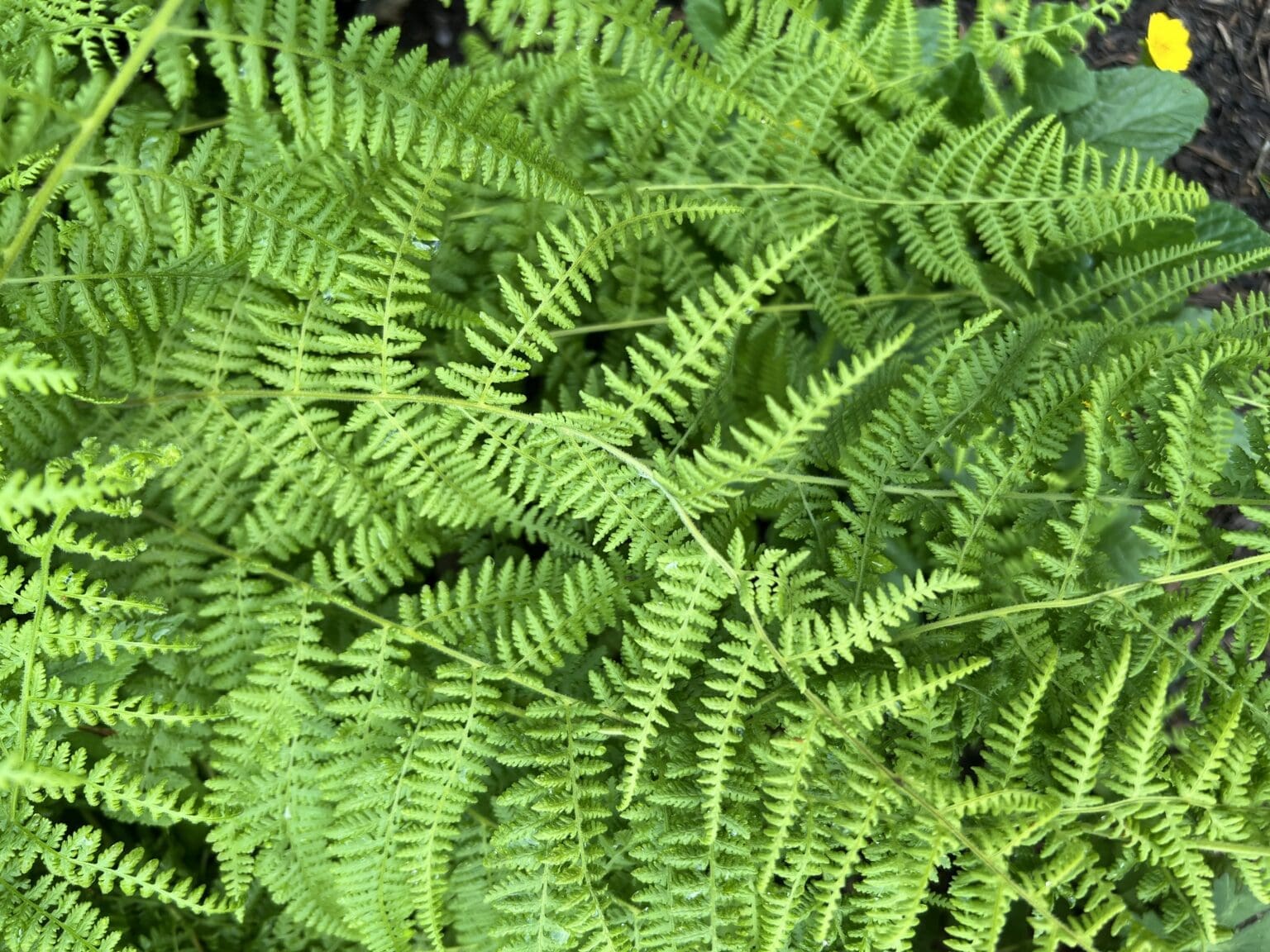 GJLD’s Native Plant Recommendations for Shady Sites | New York ...