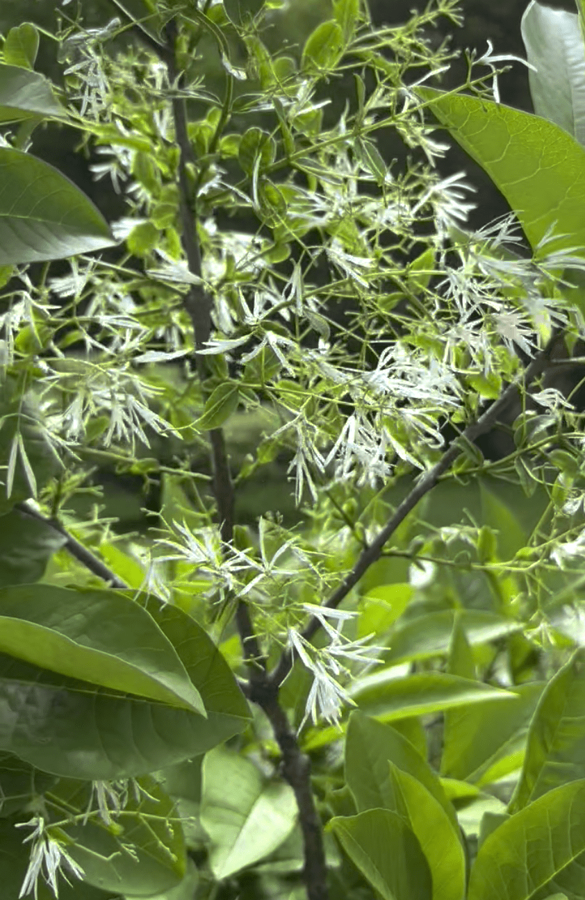 GJLD’s Native Plant Recommendations for Shady Sites | New York ...