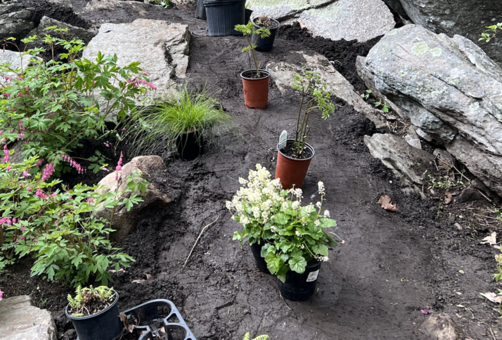 GJLD’s Native Plant Recommendations for Shady Sites | New York ...