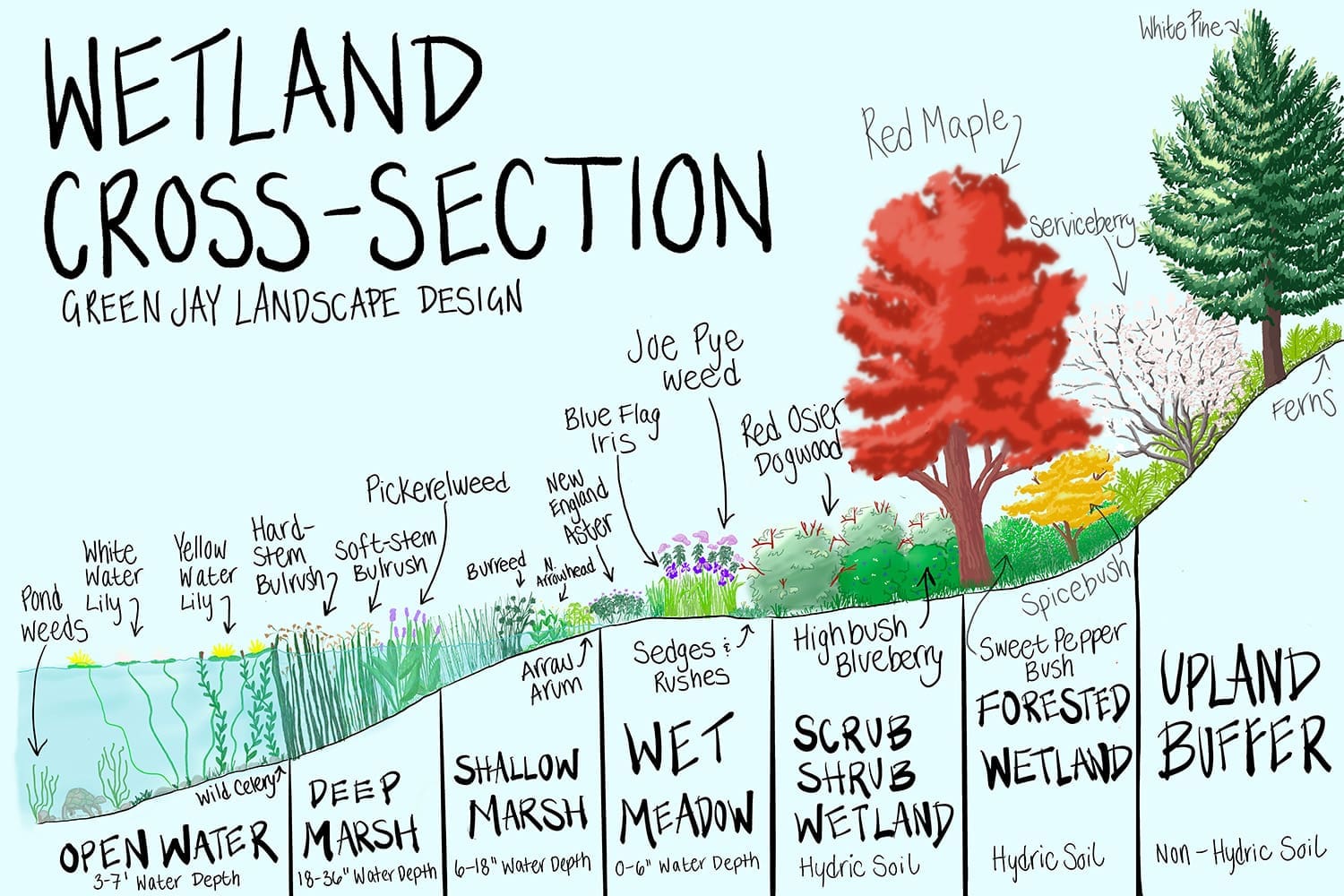 Green Jay Landscape Design | Rye, NY | Ecological Landscaping